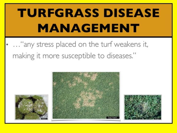 Turfgrass Disease Management ⎜ Pest Control Courses ⎜ Pest Control ...